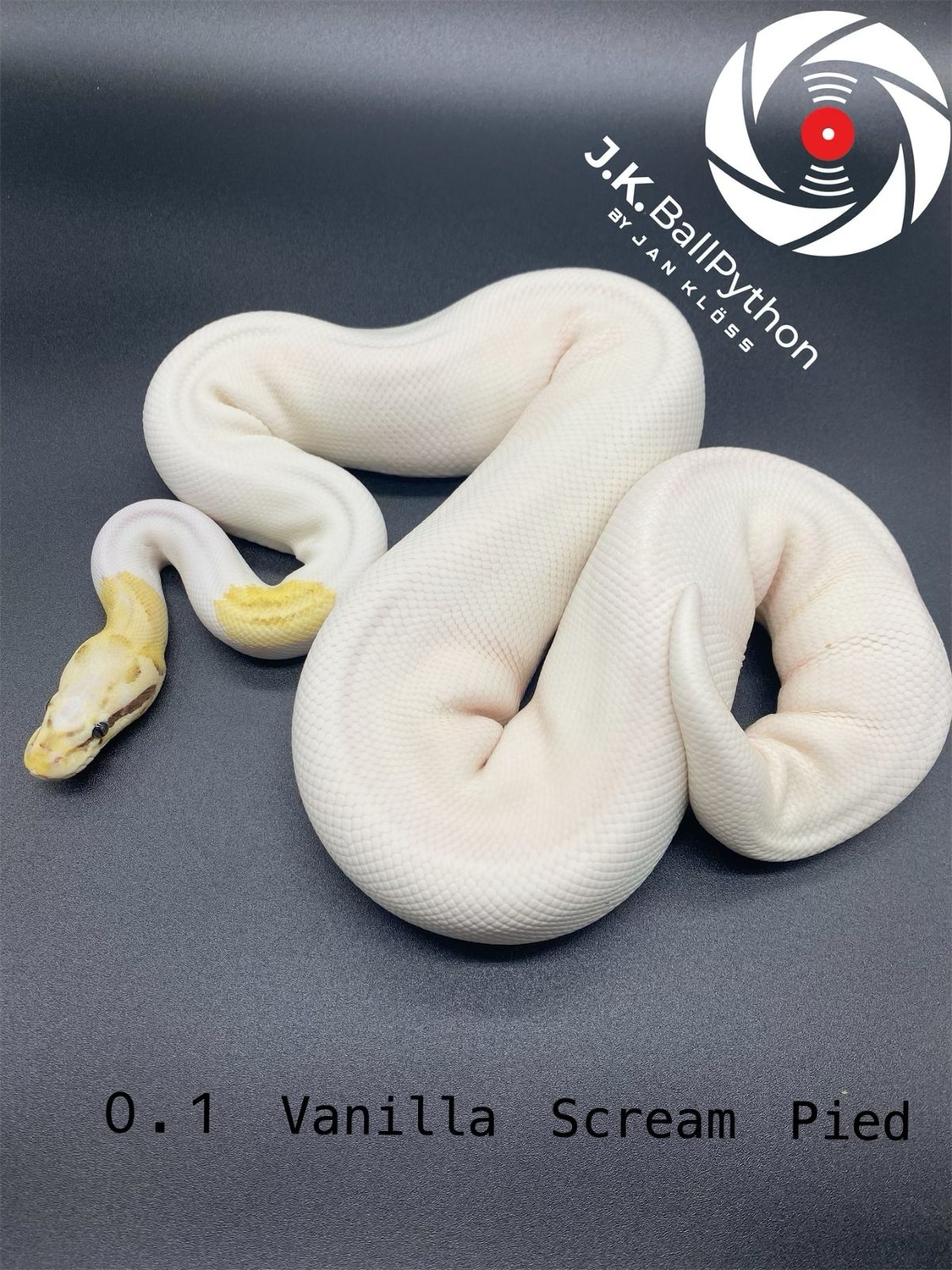 Vanilla Scream Pied Ball Python by JK Balls - MorphMarket