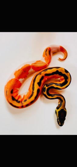 Super OD YB Enchi Pied Het Clown Ball Python by Impact morphs