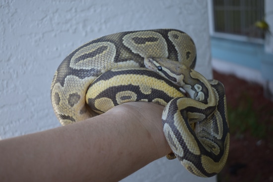 Vanilla Ghost Ball Python by Jay-n-Rae's Dragons