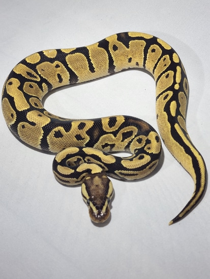 Fire Yellowbelly Het Toffino Ball Python by Defiant By Design Exotics