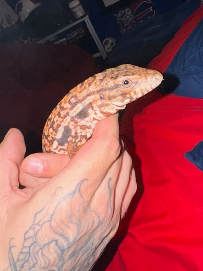Young High White Red Tegus Argentine Tegus by Jason Richardson
