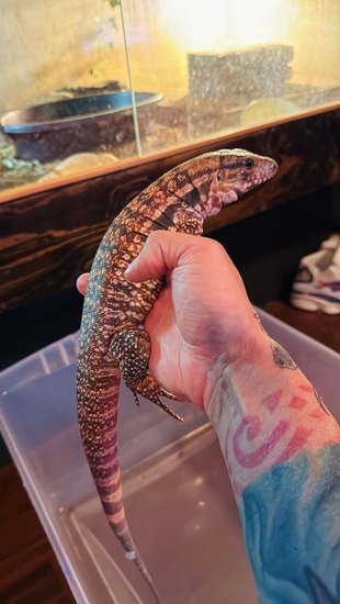 Hold Back High White Red Tegu Argentine Tegus by Jason Richardson
