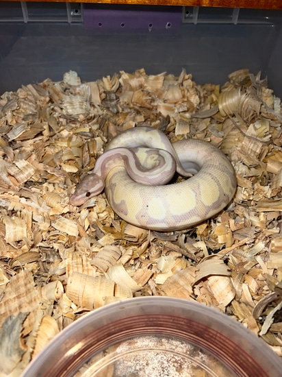 Banana Fire Ball Python by JpExoticBalls