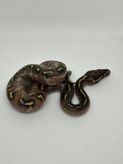 Freeway Ball Python by Alien Designed Serpents