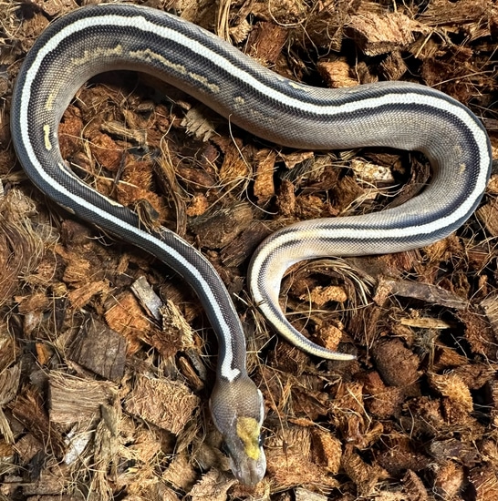 Paradox Huffman Spotnose Black Pastel Mojave Ball Python by Alien ...