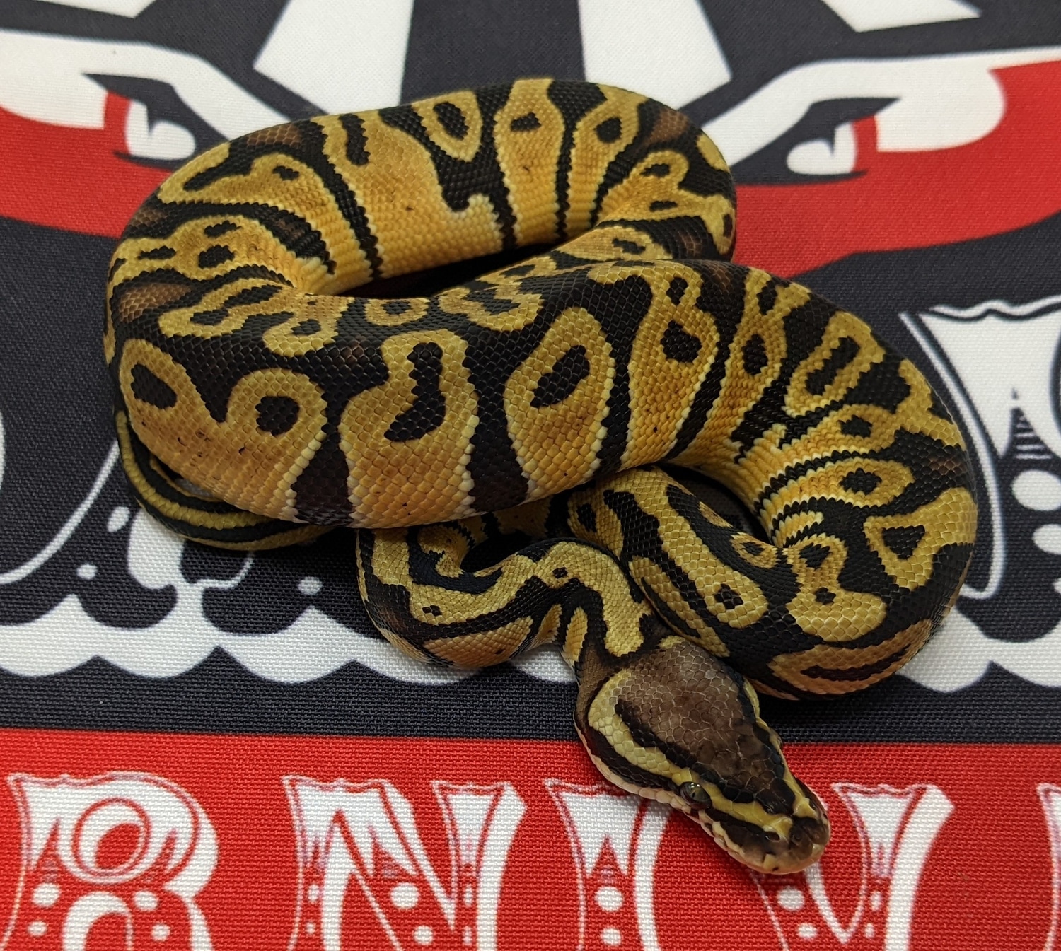 Pastel Het Clown Ball Python by Dark Carnival Reptiles - MorphMarket