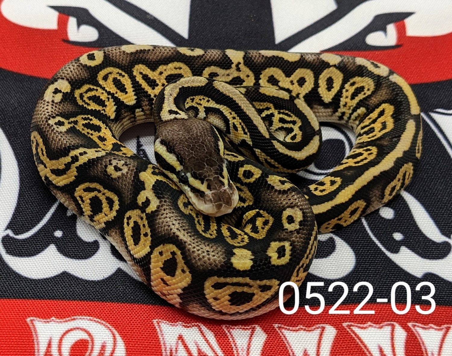 Pastel Blackhead Het Clown Ball Python by Dark Carnival Reptiles ...