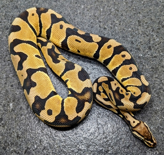 Pastel Blade Het Clown Ball Python by Dark Carnival Reptiles