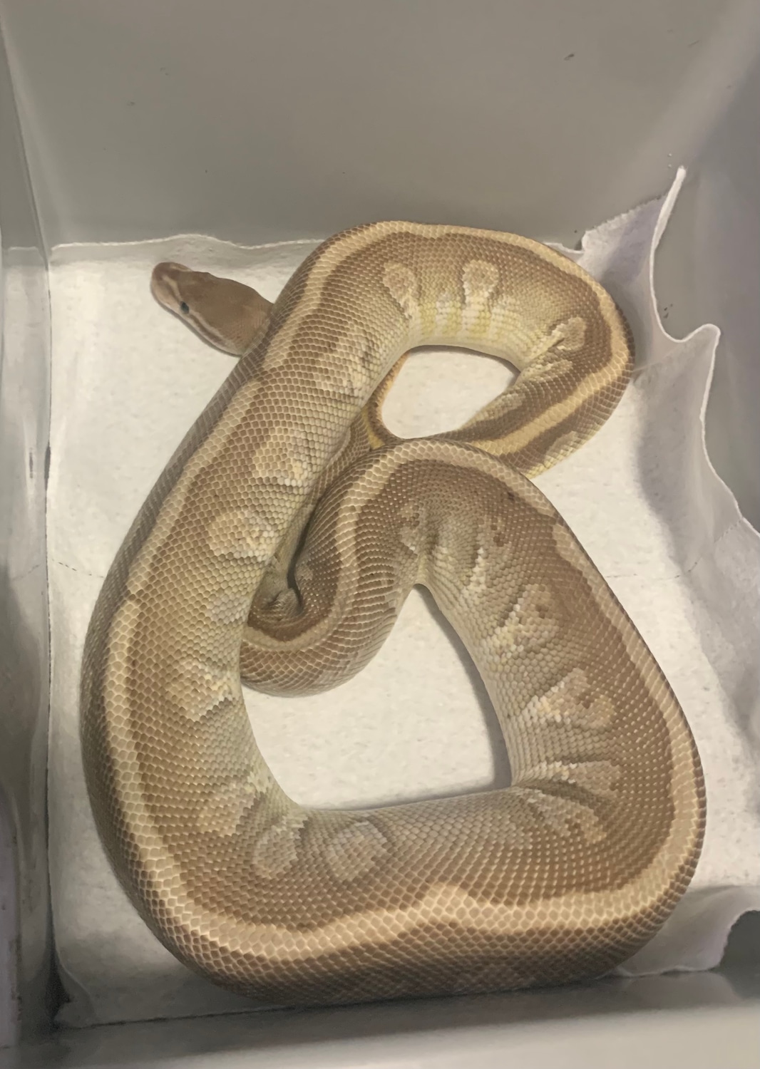 Red Spectrum Ball Python by JNV Reptiles - MorphMarket