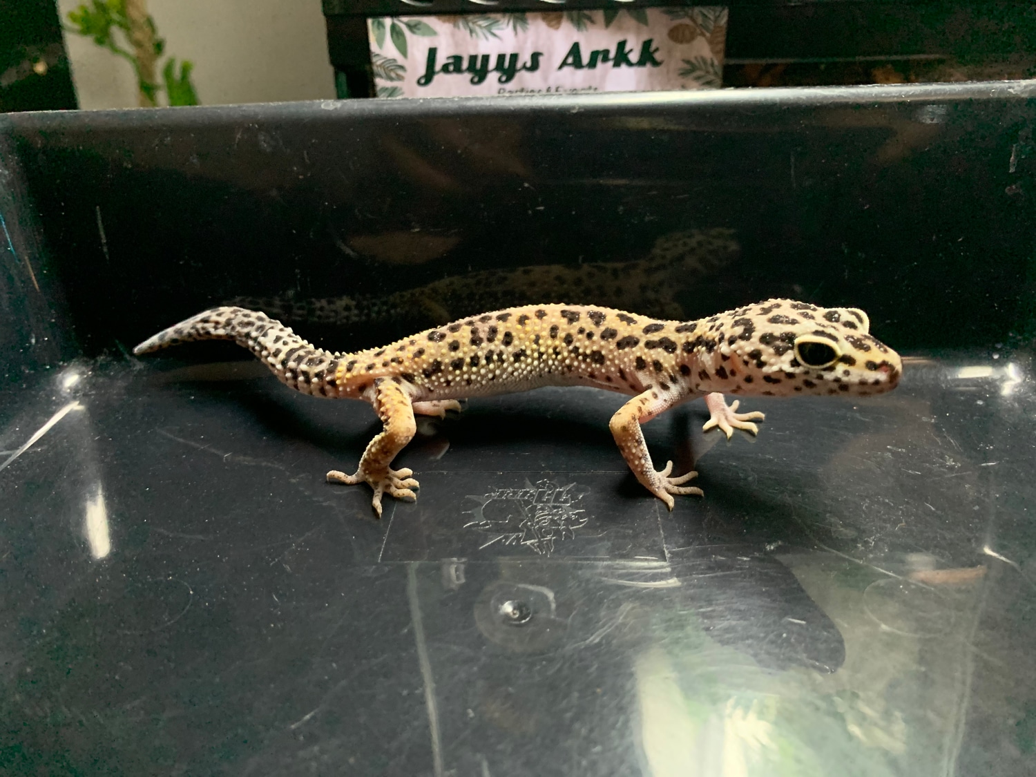 Normal Leopard Gecko by Jayys Arkk - MorphMarket