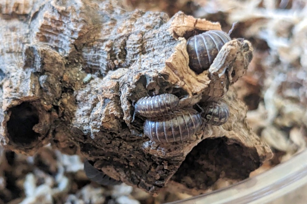 Armadillidium Vulgare "wild Type" Isopod by Roots & Reptiles - MorphMarket