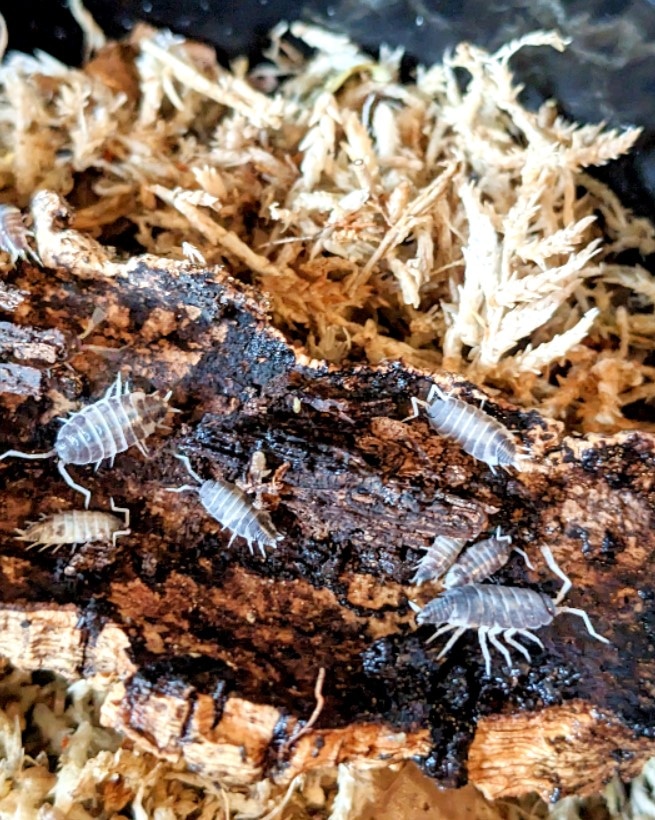 Oreo Crumble | Porcellionides Pruinosus Isopod by Roots & Reptiles ...