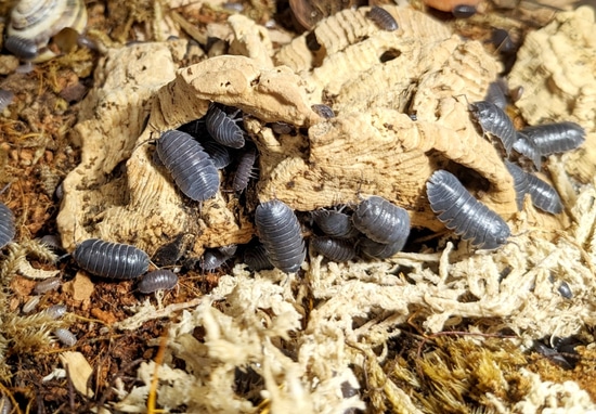 SALE | Croatian Giant | Armadillidium C.f. Pallasii (Formerly ...