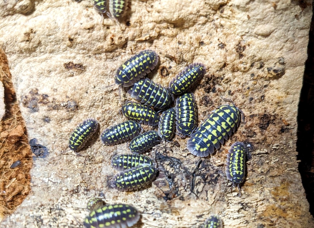 Yellow Spotted | Armadillidium Gestroi Isopod by Roots & Reptiles ...