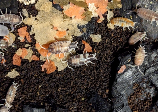 Oreo Crumble Isopods | Porcellionides Pruinosus by Roots & Reptiles