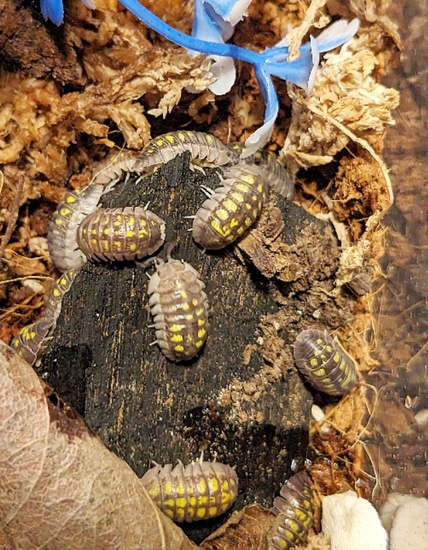Yellow Spanish Isopods | Armadillidium Granulatum by Roots & Reptiles