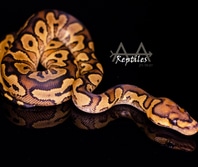 ODYB Clown Ball Python by Double A Arrow Reptiles - MorphMarket