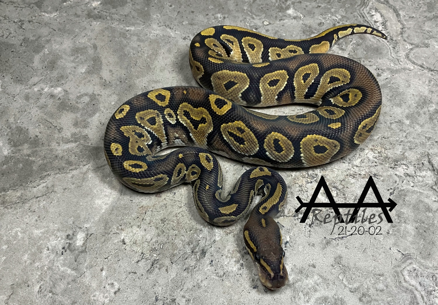 Blackhead Hypo Ball Python by Double A Arrow Reptiles - MorphMarket