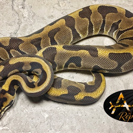 Albino Enchi Ivory Ball Python by Double A Arrow Reptiles - MorphMarket
