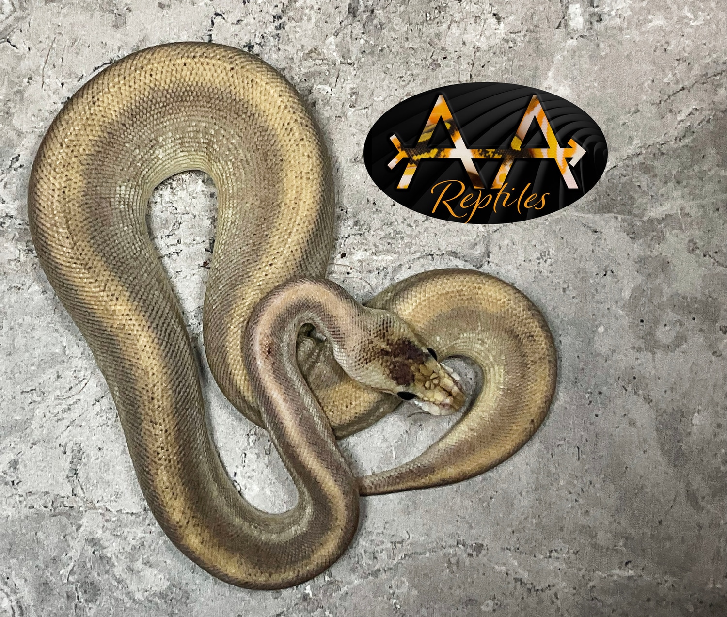 Cinnamon Champagne Het Hypo Ball Python by Double A Arrow Reptiles ...