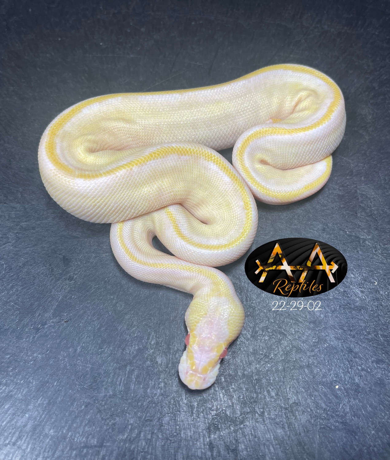 Albino Ivory Ball Python by Double A Arrow Reptiles - MorphMarket