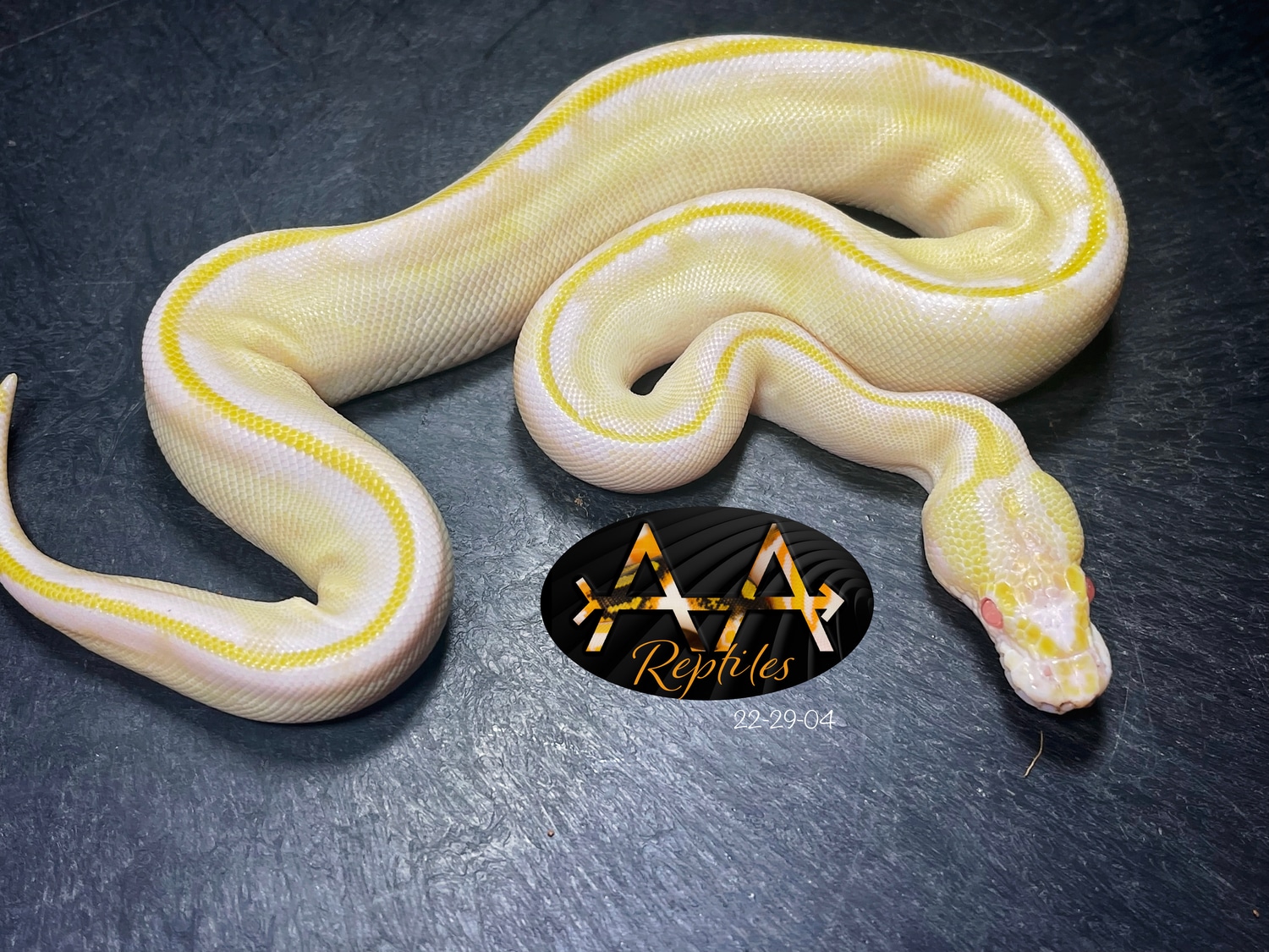 Albino Enchi Ivory Ball Python by Double A Arrow Reptiles - MorphMarket