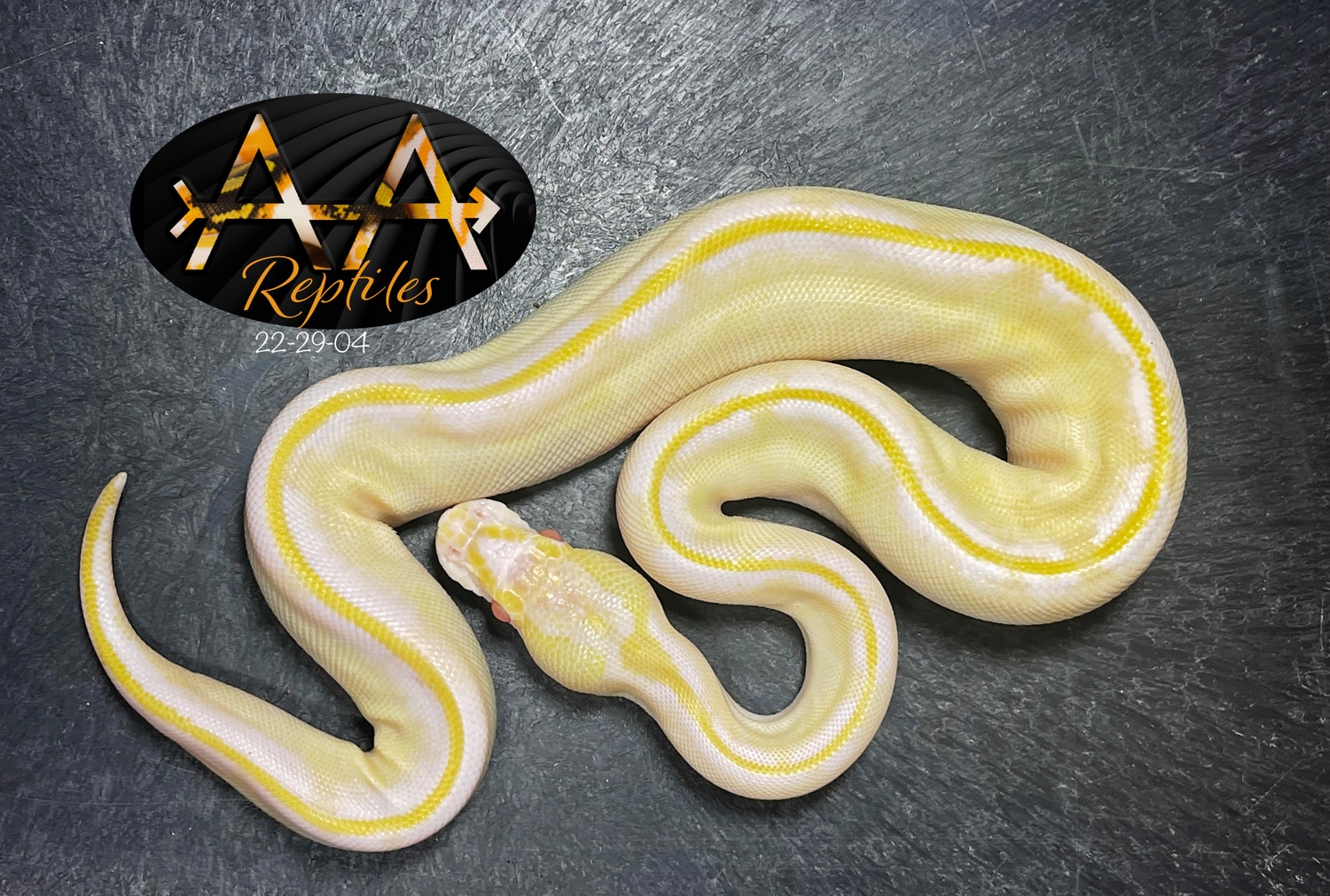 Albino Enchi Ivory Ball Python by Double A Arrow Reptiles - MorphMarket