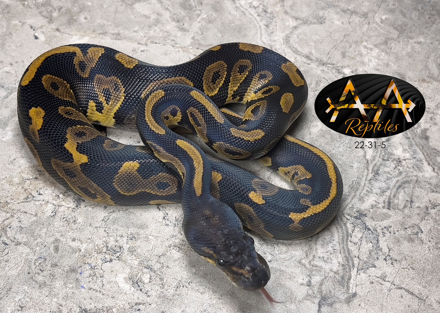 Blackhead Leopard Ball Python by Double A Arrow Reptiles - MorphMarket
