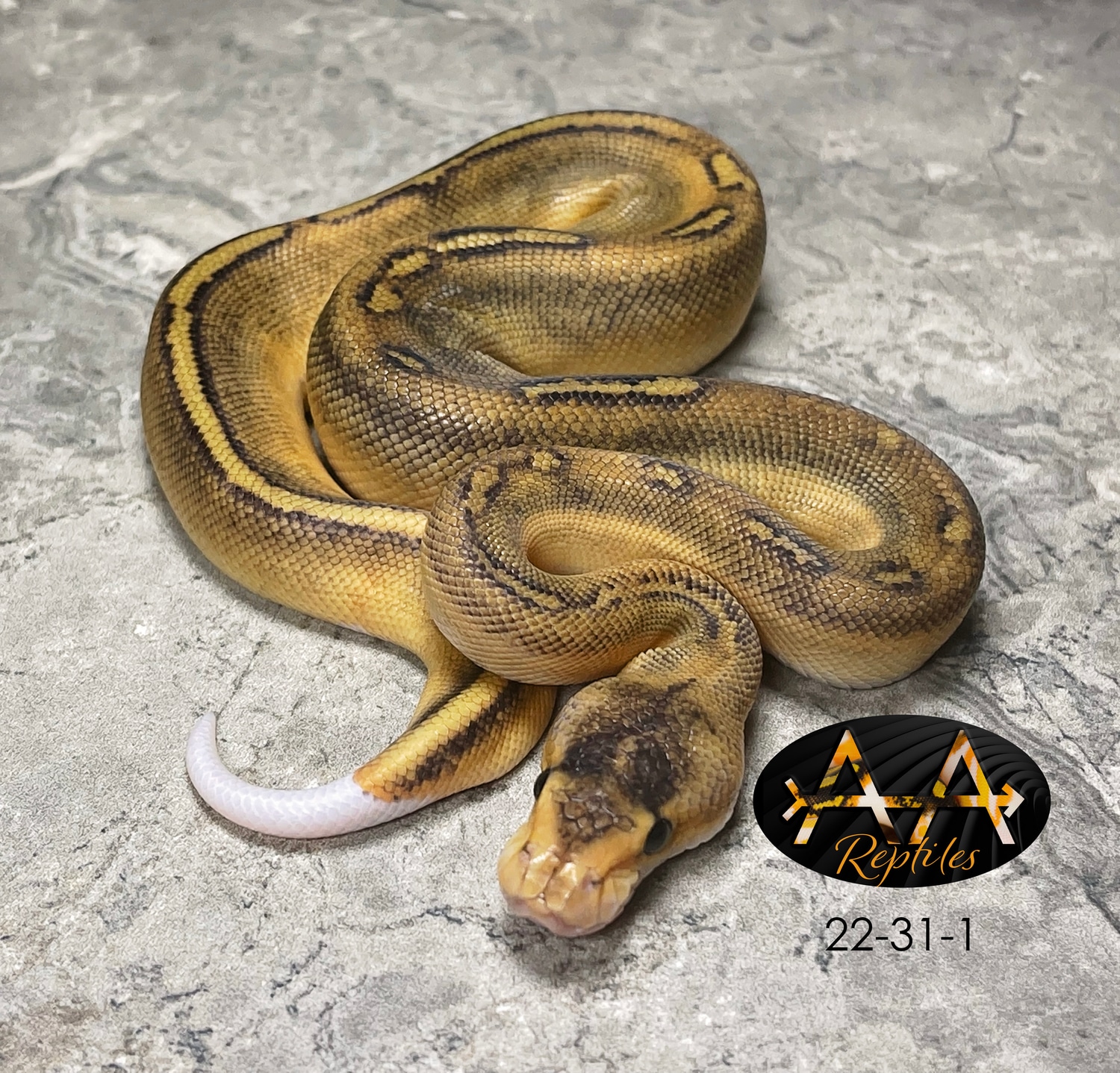 Champagne Leopard Ball Python by Double A Arrow Reptiles - MorphMarket