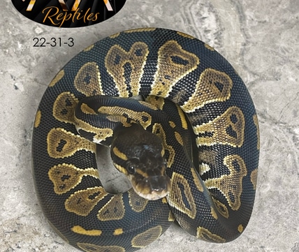 Albino Enchi Ivory Ball Python by Double A Arrow Reptiles - MorphMarket