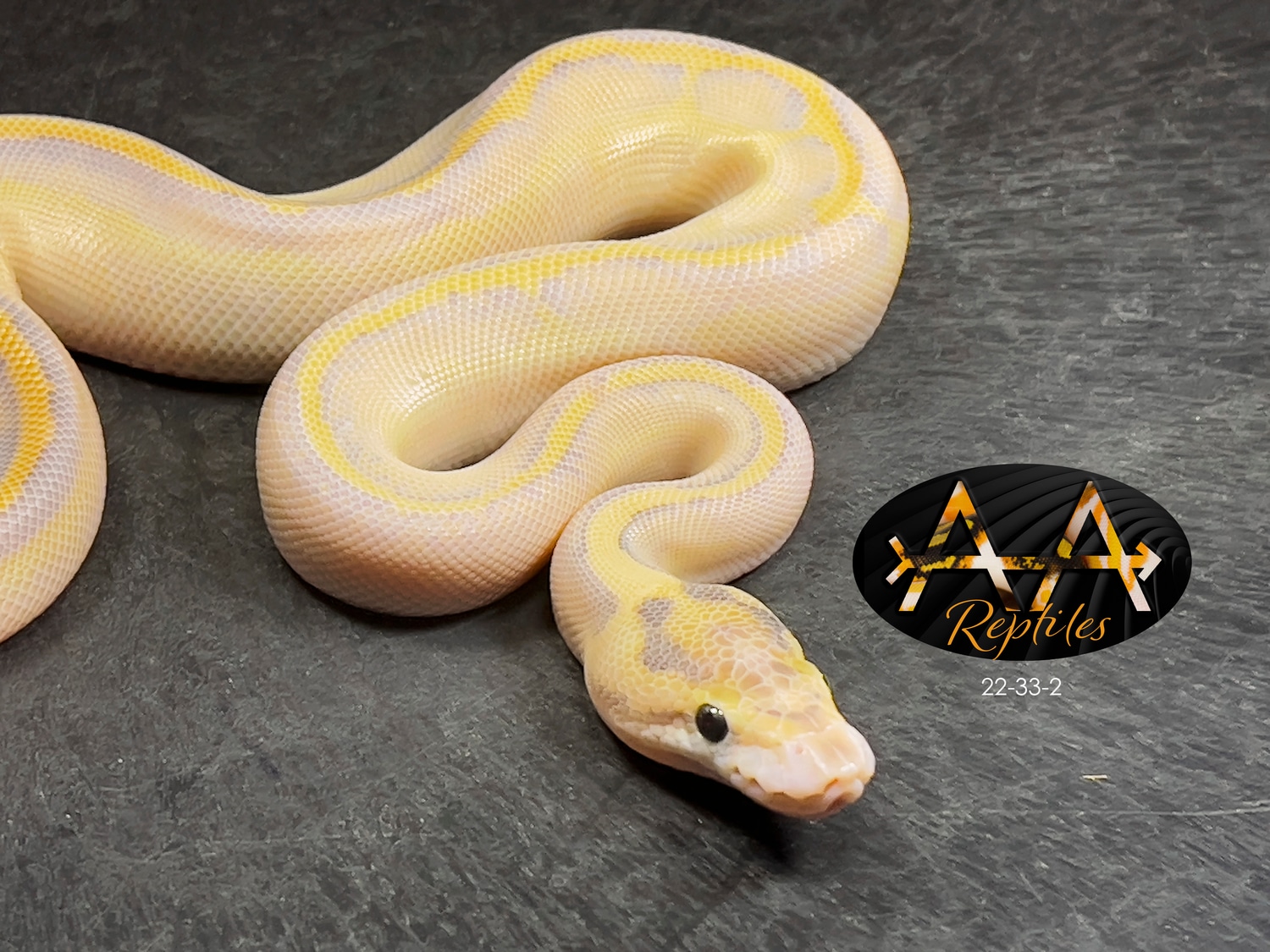 Leopard Ivory Pos OD Ball Python by Double A Arrow Reptiles - MorphMarket