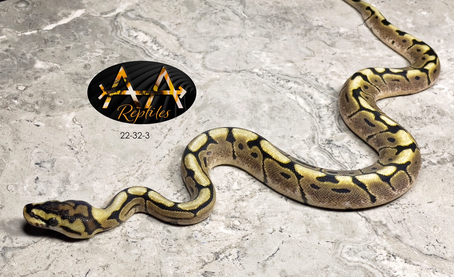 Hurricane Spider Het Clown Ball Python by Double A Arrow Reptiles ...