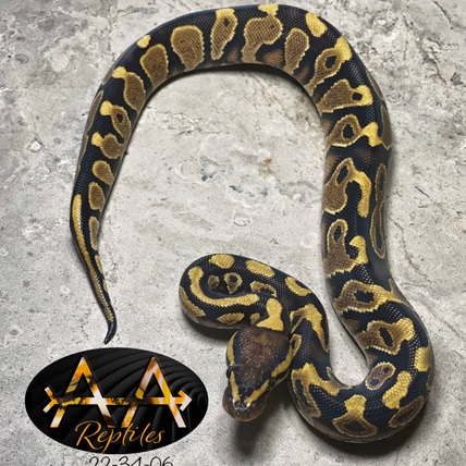 Albino Enchi Ivory Ball Python by Double A Arrow Reptiles - MorphMarket