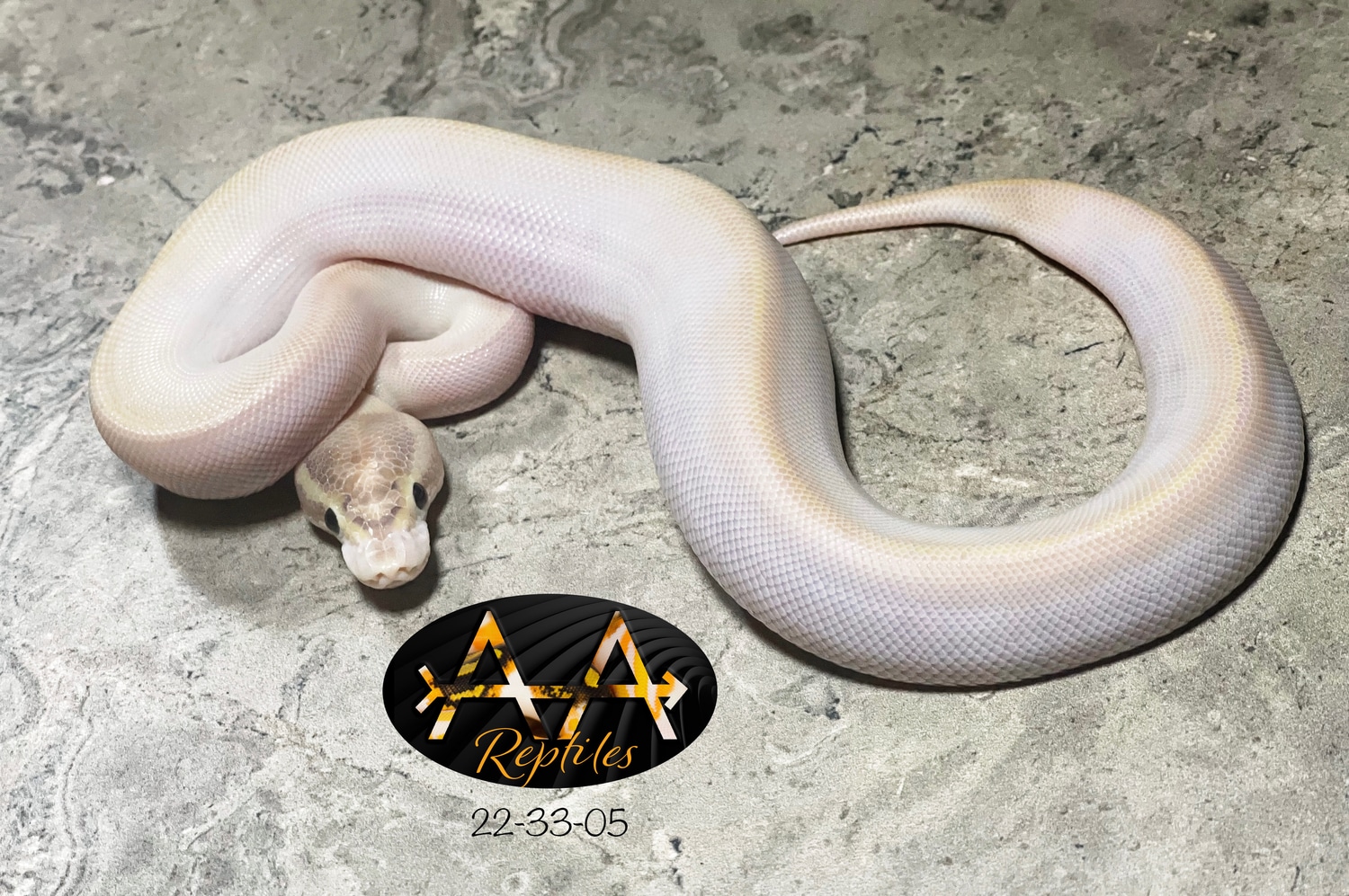 Ivory Ball Python by Double A Arrow Reptiles - MorphMarket