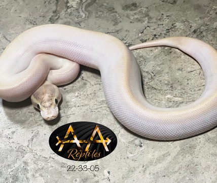 Albino Enchi Ivory Ball Python by Double A Arrow Reptiles - MorphMarket