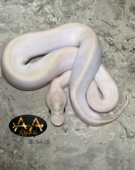 Ivory Het Clown Ball Python by Double A Arrow Reptiles