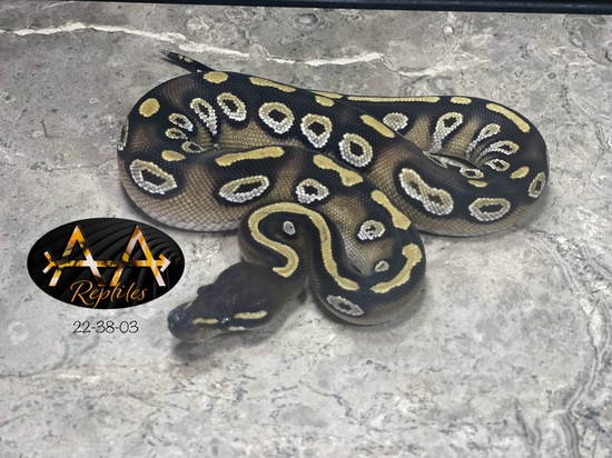 Blackhead Mojave Het Hypo Ball Python by Double A Arrow Reptiles