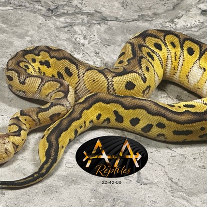 Albino Enchi Ivory Ball Python by Double A Arrow Reptiles - MorphMarket