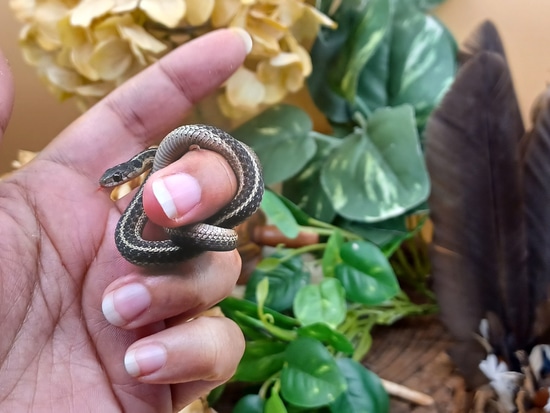 Acorn Common Garter Snake by Homestead reptiles