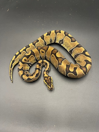 Enchi Het Hypo Ball Python by Patriotic Exotics