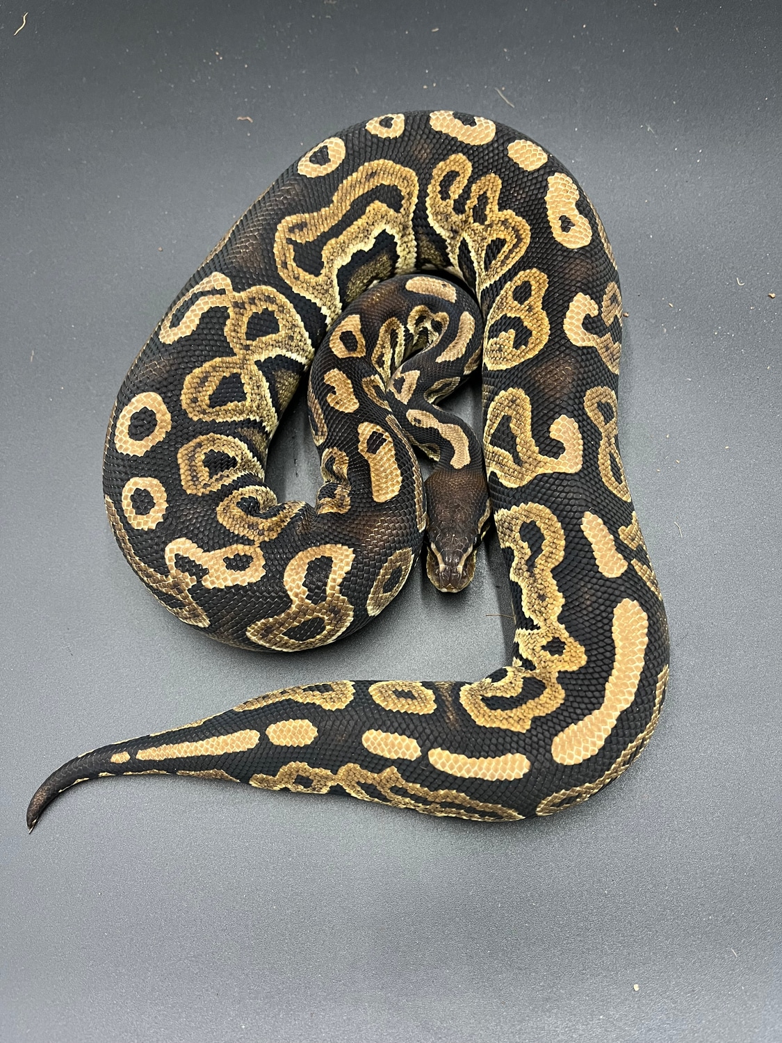 Black Pastel Ball Python by Patriotic Exotics - MorphMarket