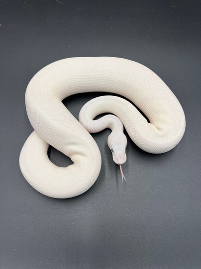 BEL+ Het Hypo Ball Python by Patriotic Exotics