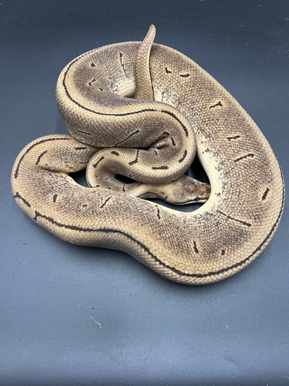 Leopard Spinner Ball Python by Patriotic Exotics
