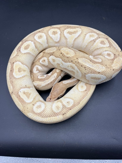Banana Mojave Ball Python by Patriotic Exotics