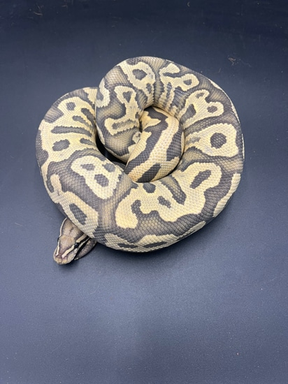 Leopard Ember Hypo Ball Python by Patriotic Exotics