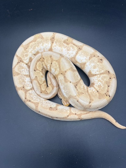 Banana Cinnamon Spider Ball Python by Patriotic Exotics