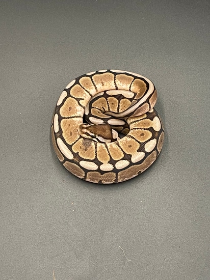 Cinnamon Spider 66% Het Clown 50% Het Albino Ball Python by Patriotic Exotics