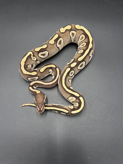 Mojave YB Het Hypo Ball Python by Patriotic Exotics