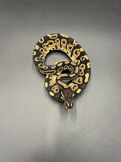 Blitz Ball Python by Patriotic Exotics