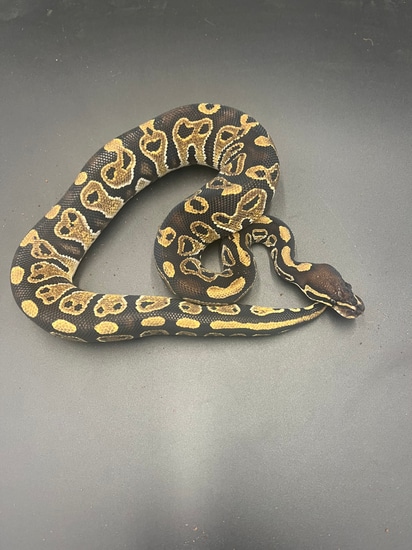 Blitz Ball Python by Patriotic Exotics